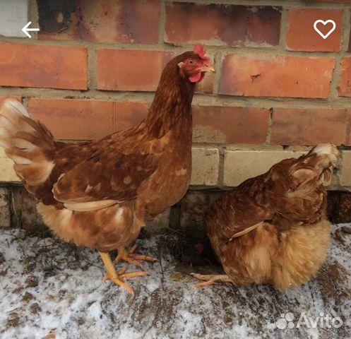 Куры-несушки оптом от 100 шт