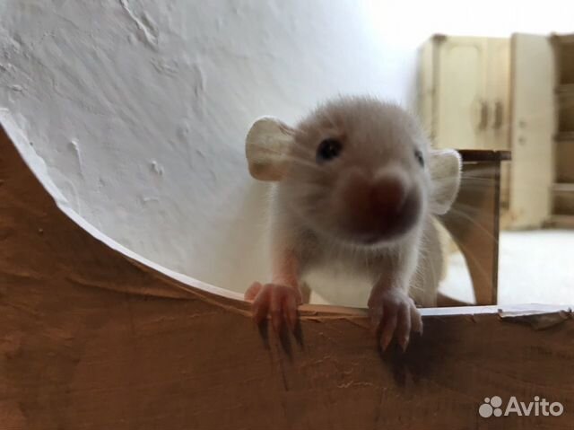 Крысы крысята дамбо разных пород