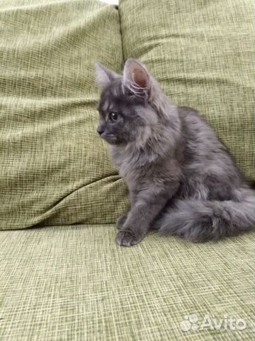 Котонек в добрые руки