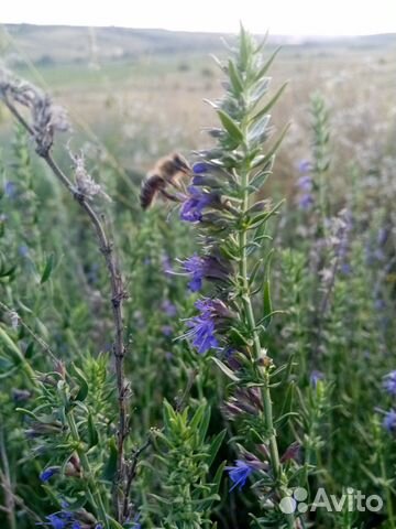 Пчелосемьи