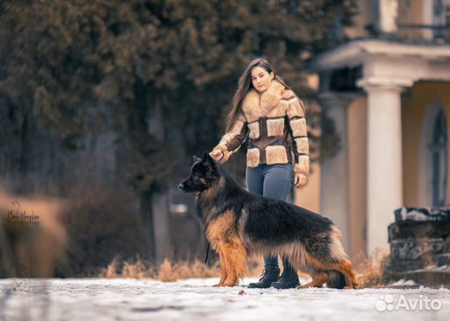 Красавец длинник немец вязка и щенки от него