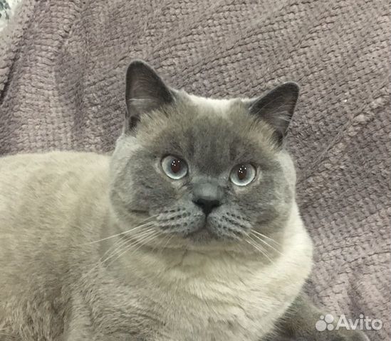 Кот на вязку