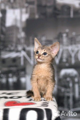 Котенок мальчик абисинской породы