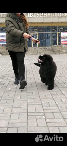Шикарный щенок Ньюфаундленда