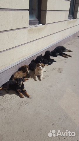 Продаю Щенят