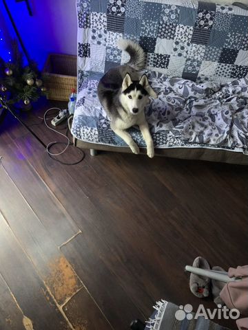 Вязка собаки