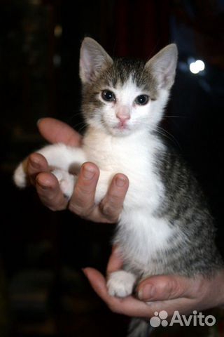 Сладкая Конфетка в ваш дом