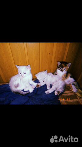 Отдадим котят