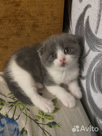 Британские котята