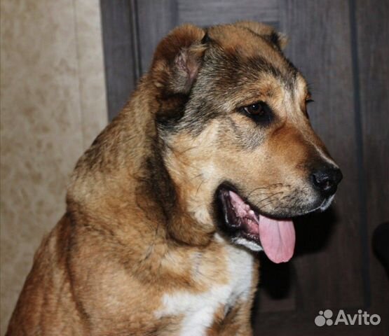 Щенок азиата