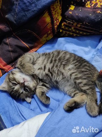 Шотландский вислоухий 3 мес