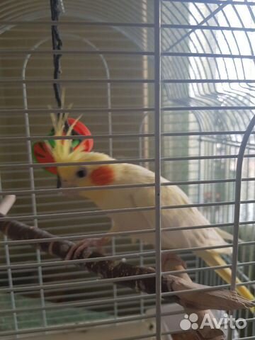 Попугай Карелла