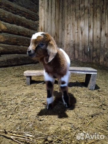 Козлята ломанча и нубийский