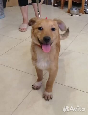 Славный Рыжик