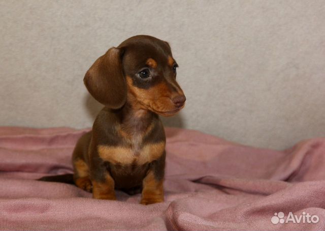 Мышка девочка кроличья гладкошерстная