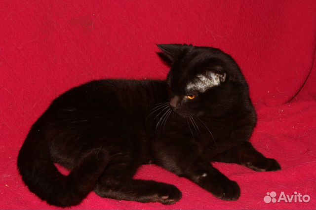 Коричневый кот,Гера. кастрат