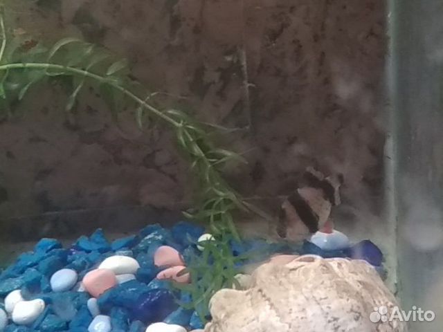 Отдам барбуса суматранского