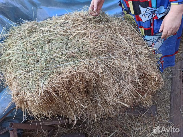 Разведение кроликов