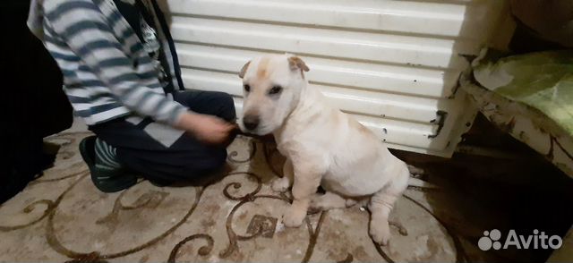 Американский шарпей