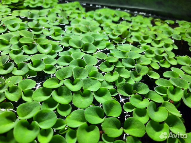 Сальвиния ушастая