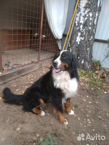 Бернский зенненхунд