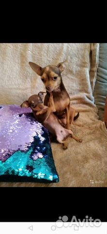 Той-терьерчики