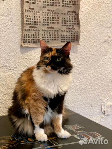 Кошка Тайра