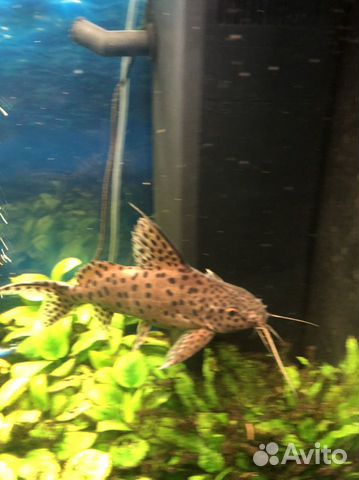 Отдам двух сомиков пятнистых