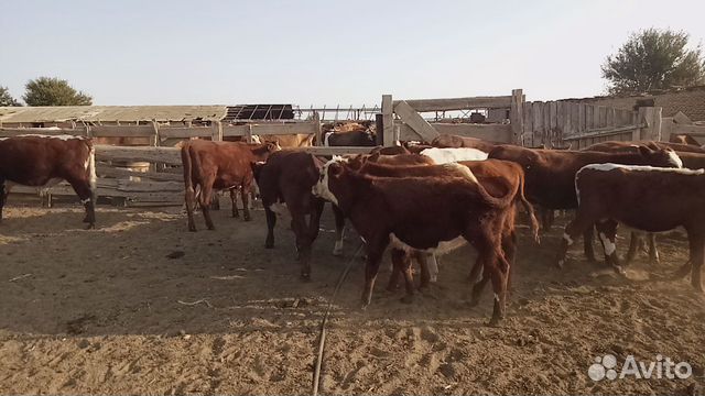 Бычки казахские белоголовые 20 штук