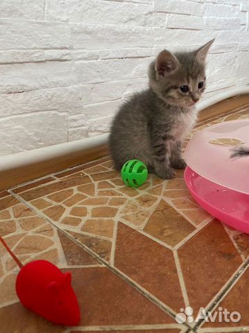 Котята с упаковки Whiskas