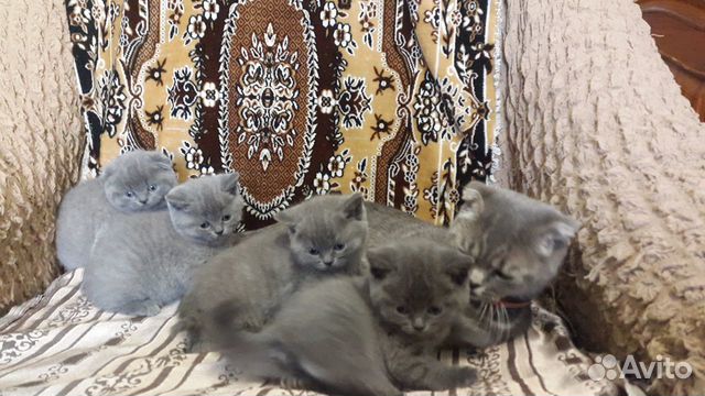Котята шотланской вислоухой кошечки, чистопородные