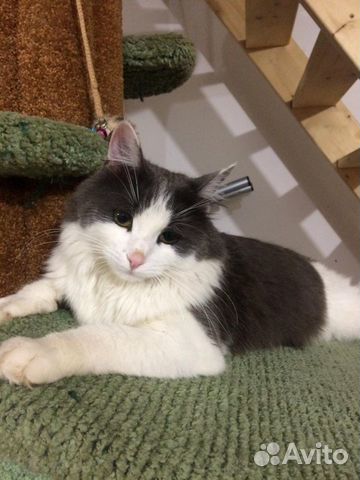 Пушистая Маркиза