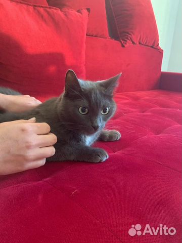 Отдаем котика в добрые руки