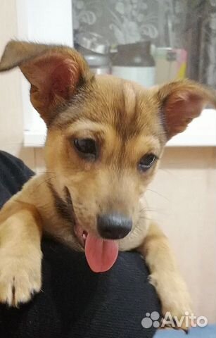 Джек рассел + цвергпинчер