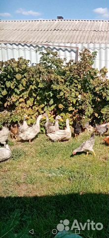 Уточки и цыплята