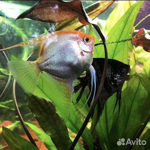 Скалярии самки обмен