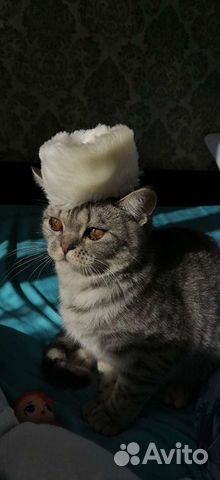 Шотландская Кошка