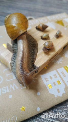 Малыши улитки-Ахатины - отдадим в добрые руки