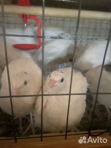 Перепела техасец