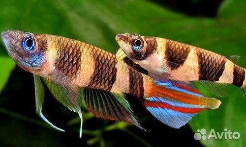 Эпиплатис факельный