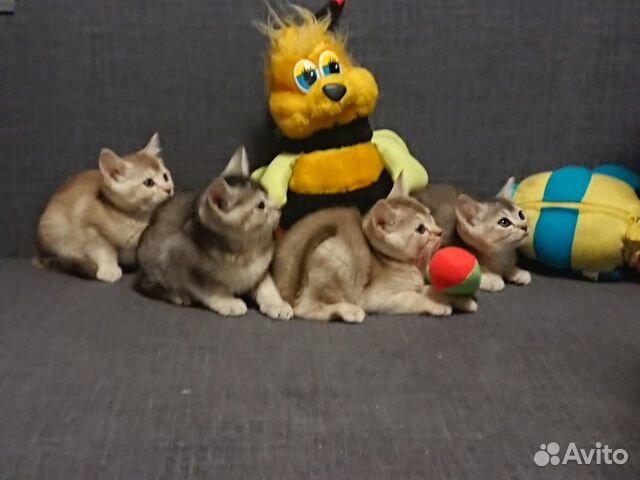 Абиссинские котятки