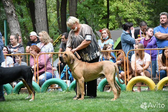 Щенки фила бразилейро