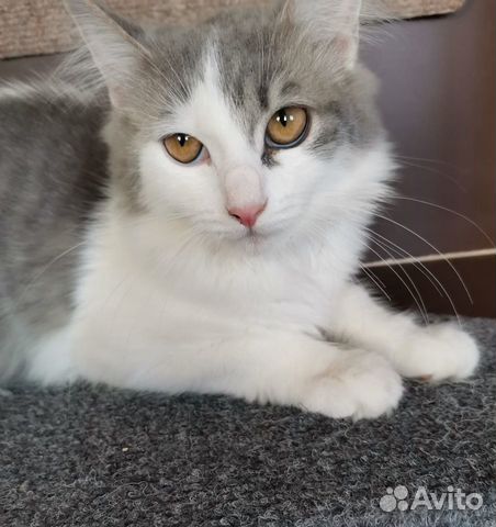 Красотка с белячьим хвостом Пуша ждёт семью