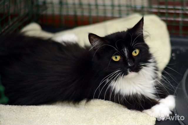 Сильвия-шикарная красавица,1 год