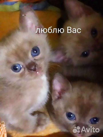 Бурманская