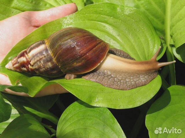 Продам улитку