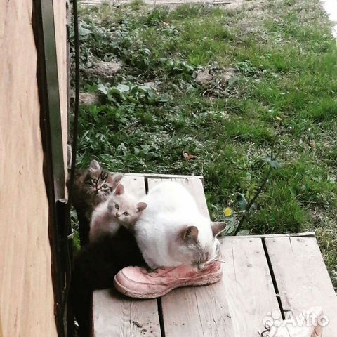 Котята