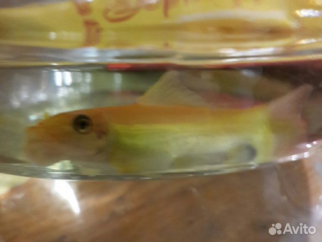 Сомик гиринохейлус золотой (лисичка)