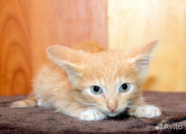 Чудик рыжик