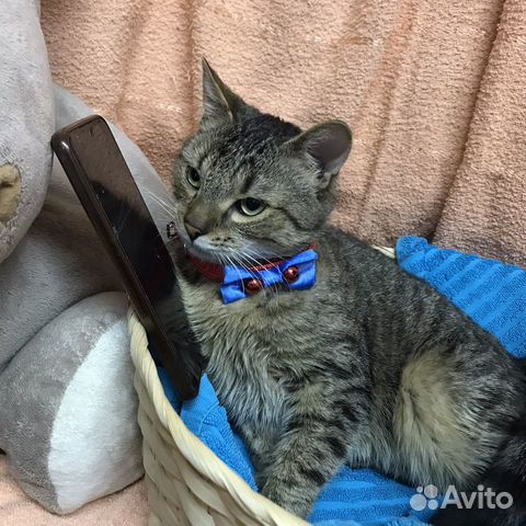 Орфей кот 1 год